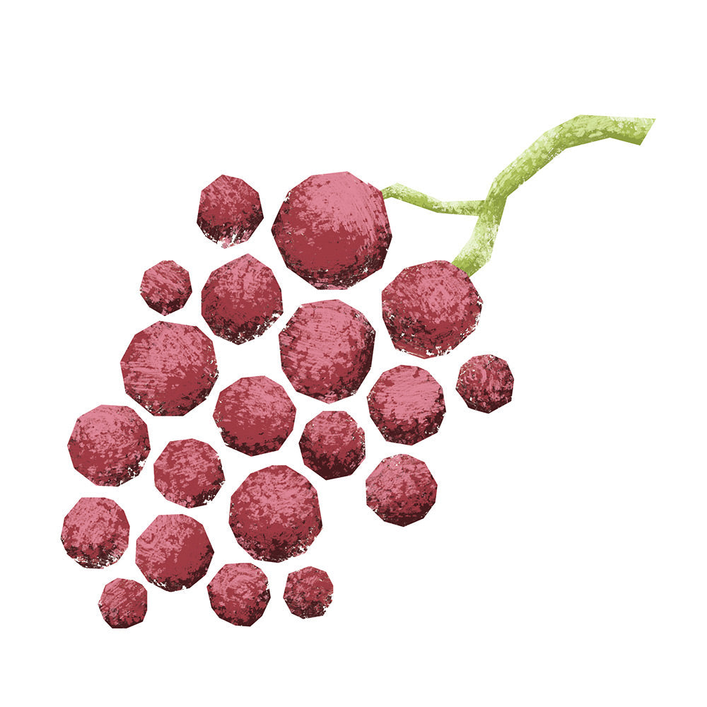 Champagne - Vinegar - Evoolution