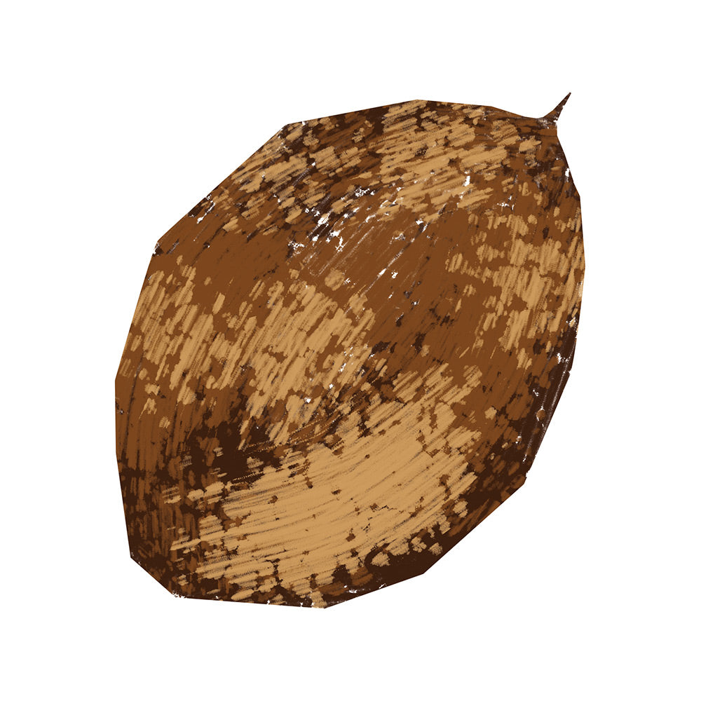 Coconut - Balsamic Vinegar - Evoolution