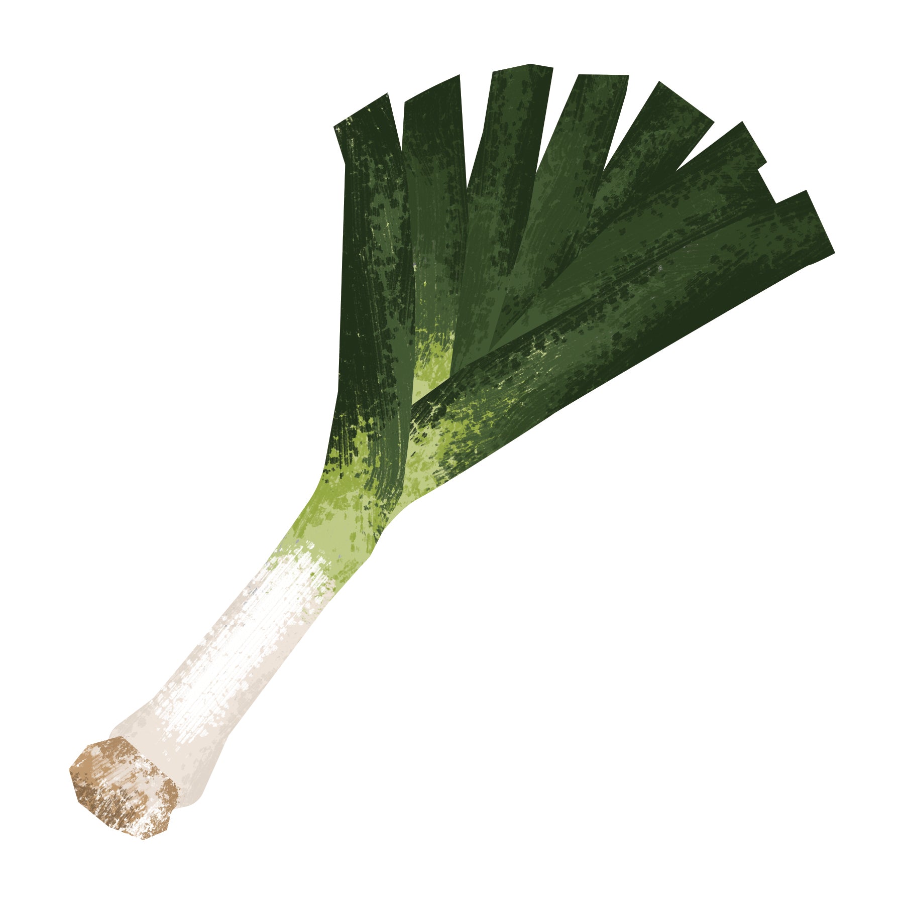 Leek Olive Oil – Evoolution